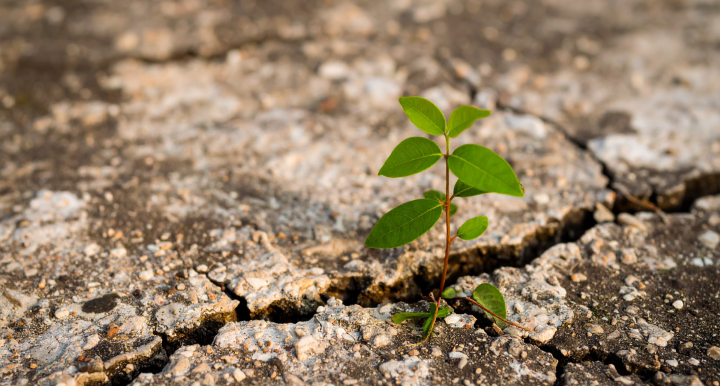 Building team resilience in rural health workplaces after natural ...